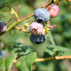 Willkommen auf unseren Erlebnishöfen - Jucker Farm