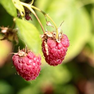 Willkommen auf unseren Erlebnishöfen - Jucker Farm