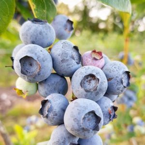 Willkommen auf unseren Erlebnishöfen - Jucker Farm