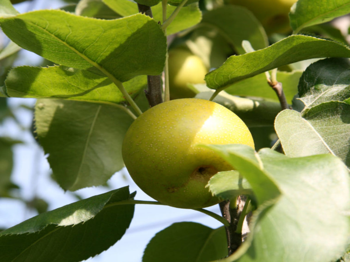 Willkommen auf unseren Erlebnishöfen - Jucker Farm