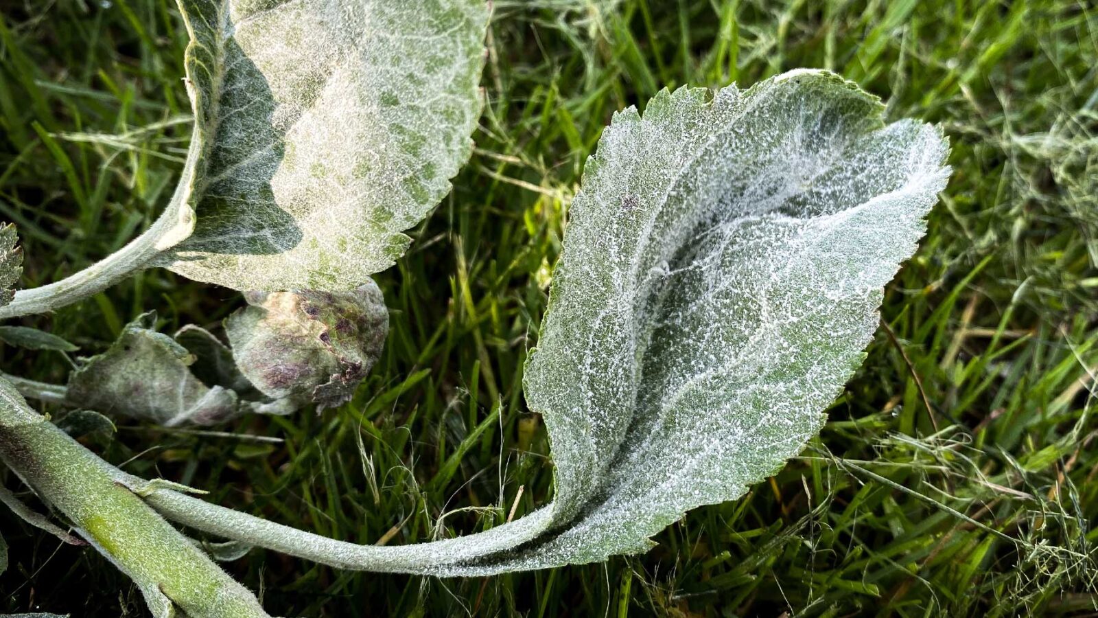 Wie entsteht «Suure Most»? - Eine Anleitung auf FarmTicker.ch