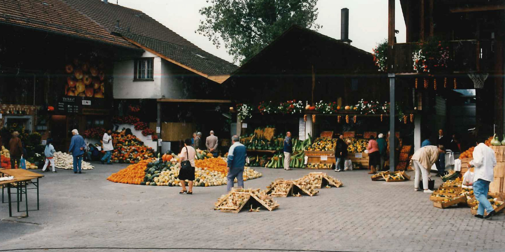 Jucker-Saga 11: Die erste Kürbisausstellung «aus Versehen» - die ...