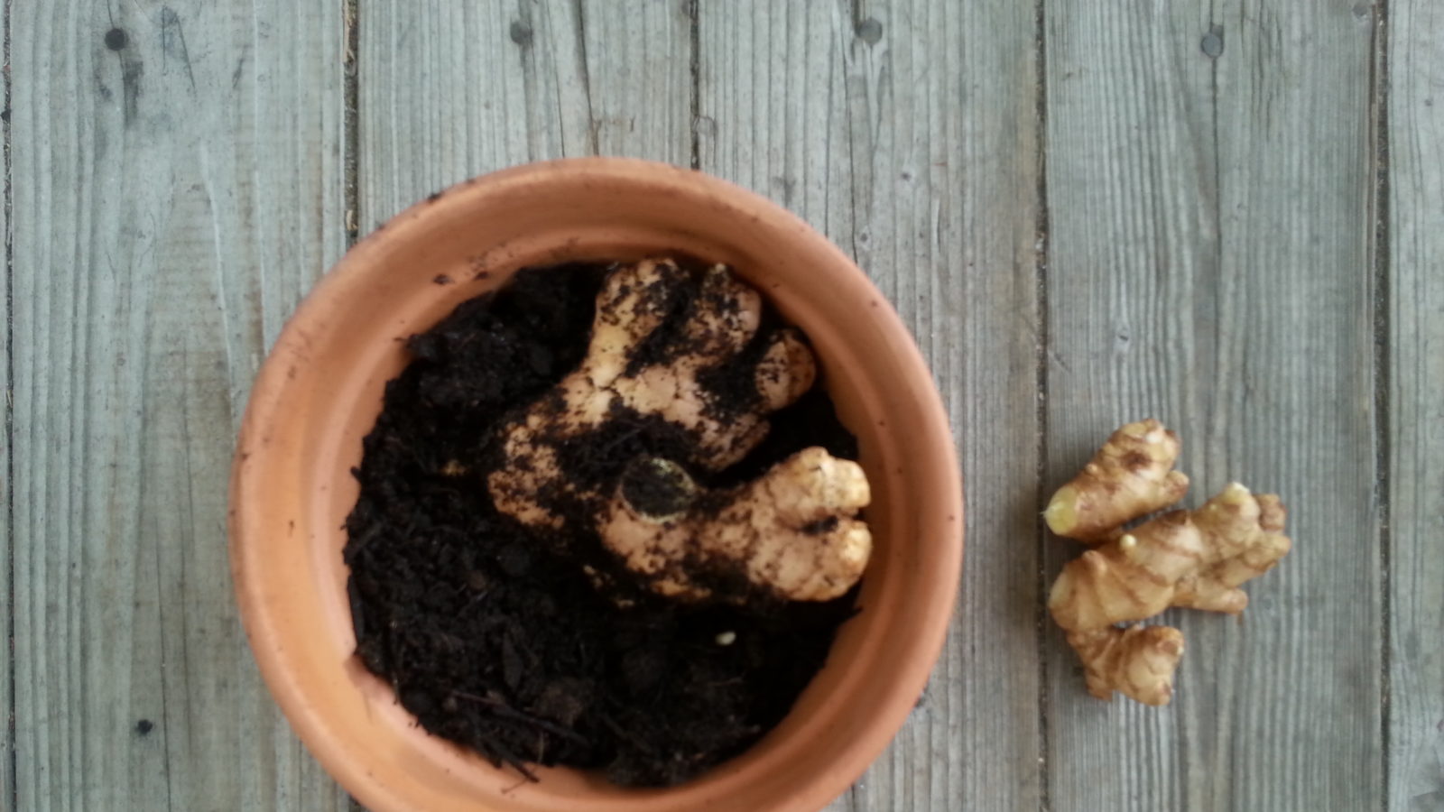 Ingwer anbaun - Ein Selbstversuch - FarmTicker