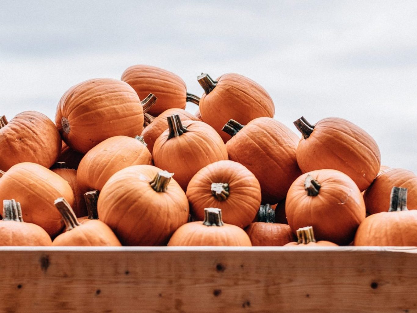 Willkommen auf unseren Erlebnishöfen - Jucker Farm
