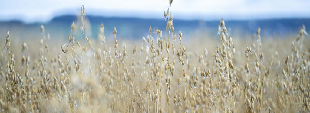 Jucker Farm Haferdrink - aus pestizidfreiem Hafer