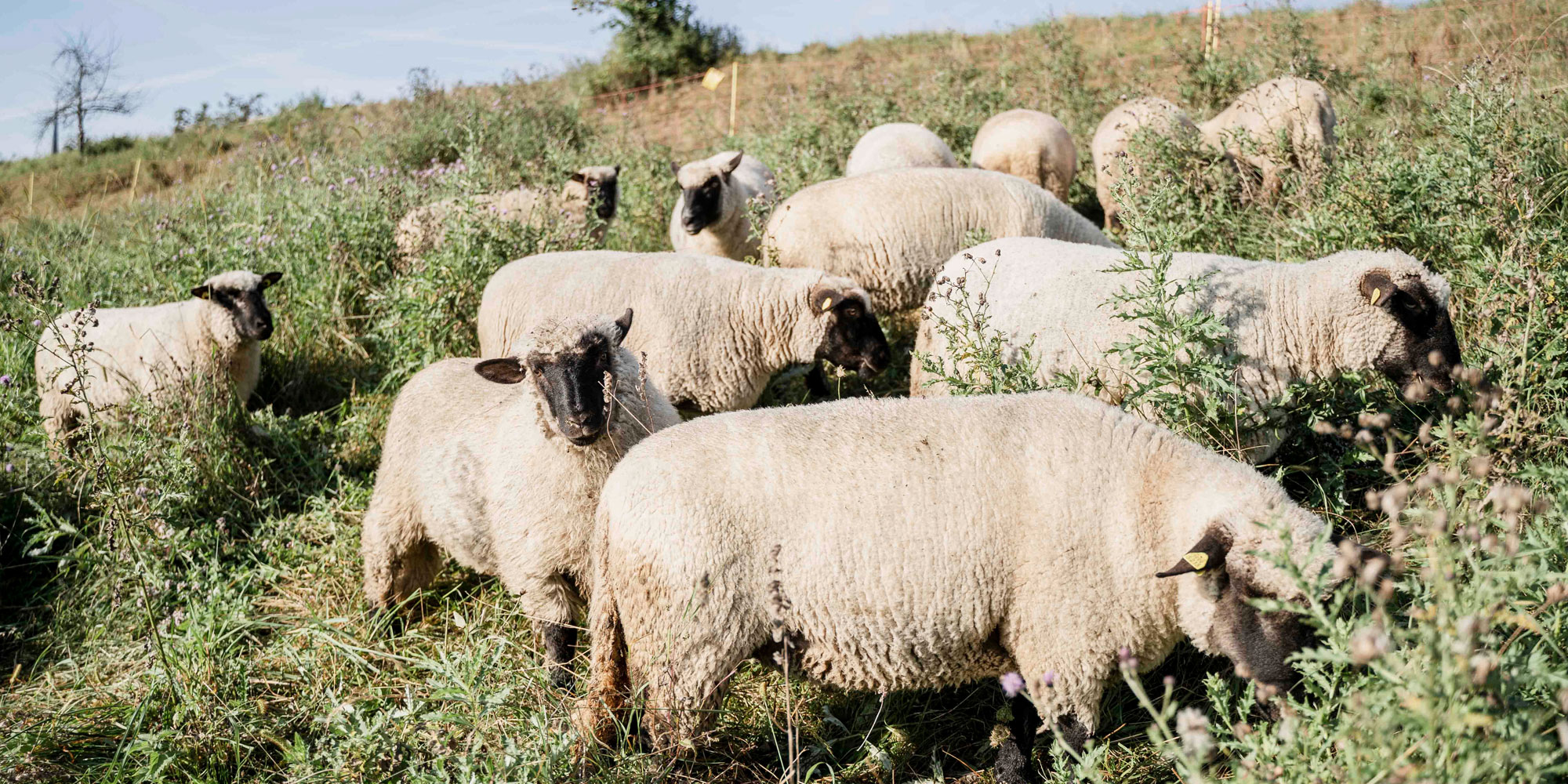 Was ist Mob Grazing? - Bauern Lexikon auf FarmTicker.ch