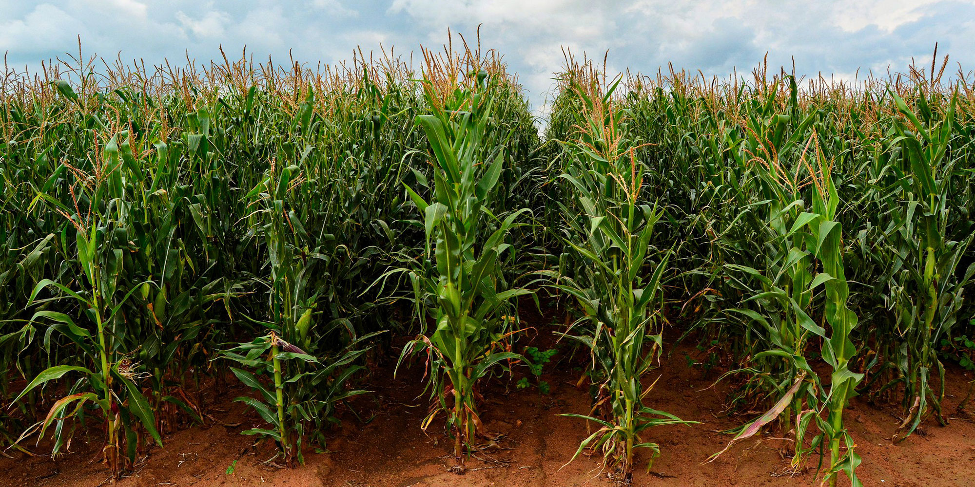 Was ist eine Monokultur? - Antworten auf FarmTicker.ch