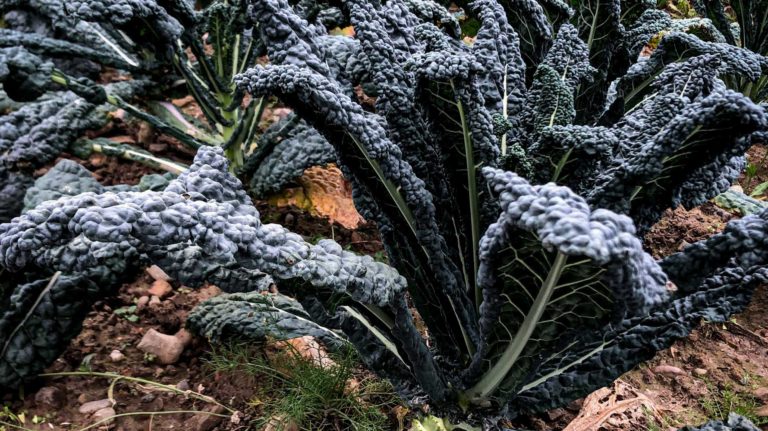 Palmkohl - Auferstehung nach dem Ende - FarmTicker.ch
