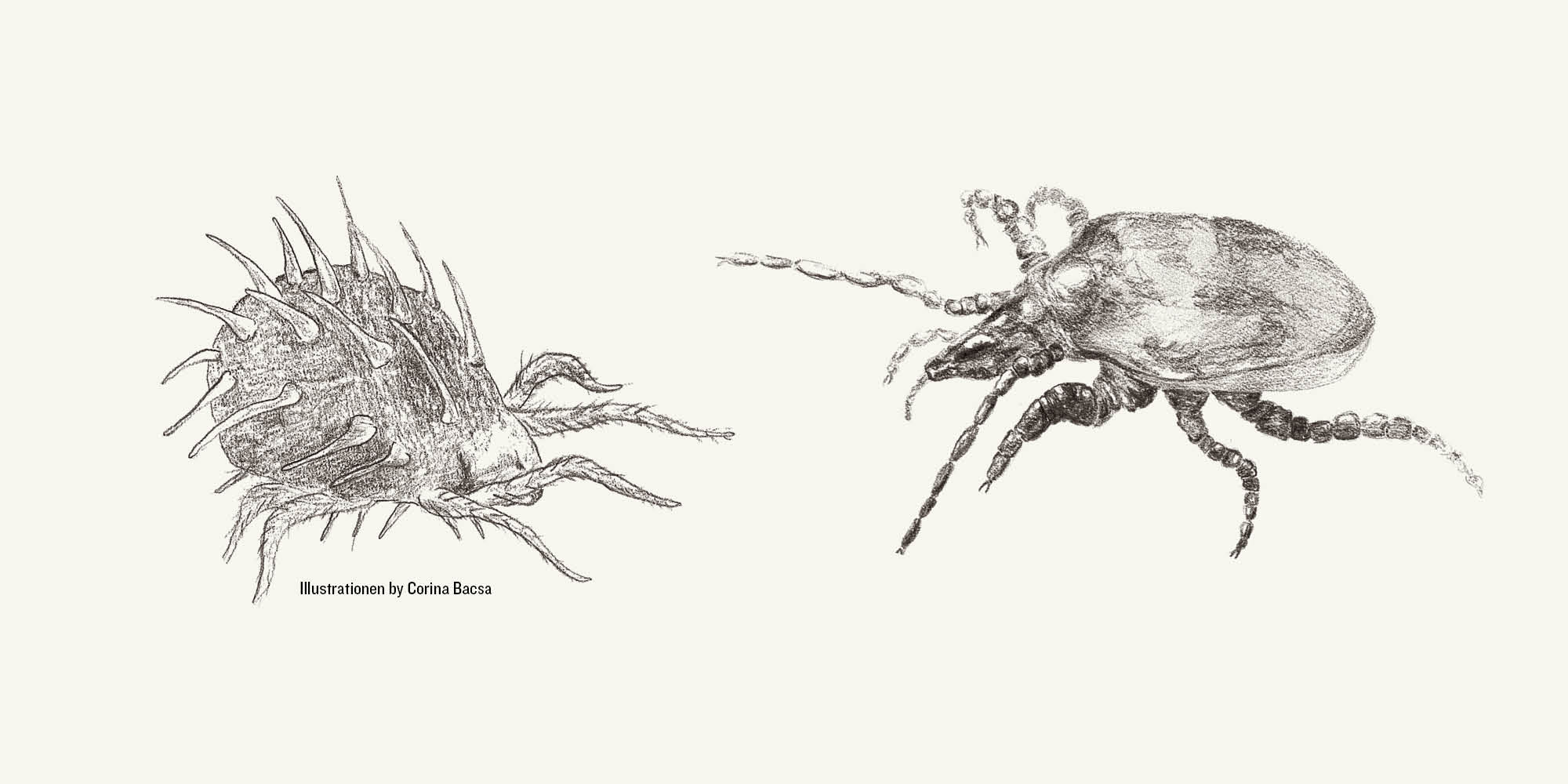 Schädlinge und Nützlinge 6: Spinn- und Raubmilben - BauernLexikon