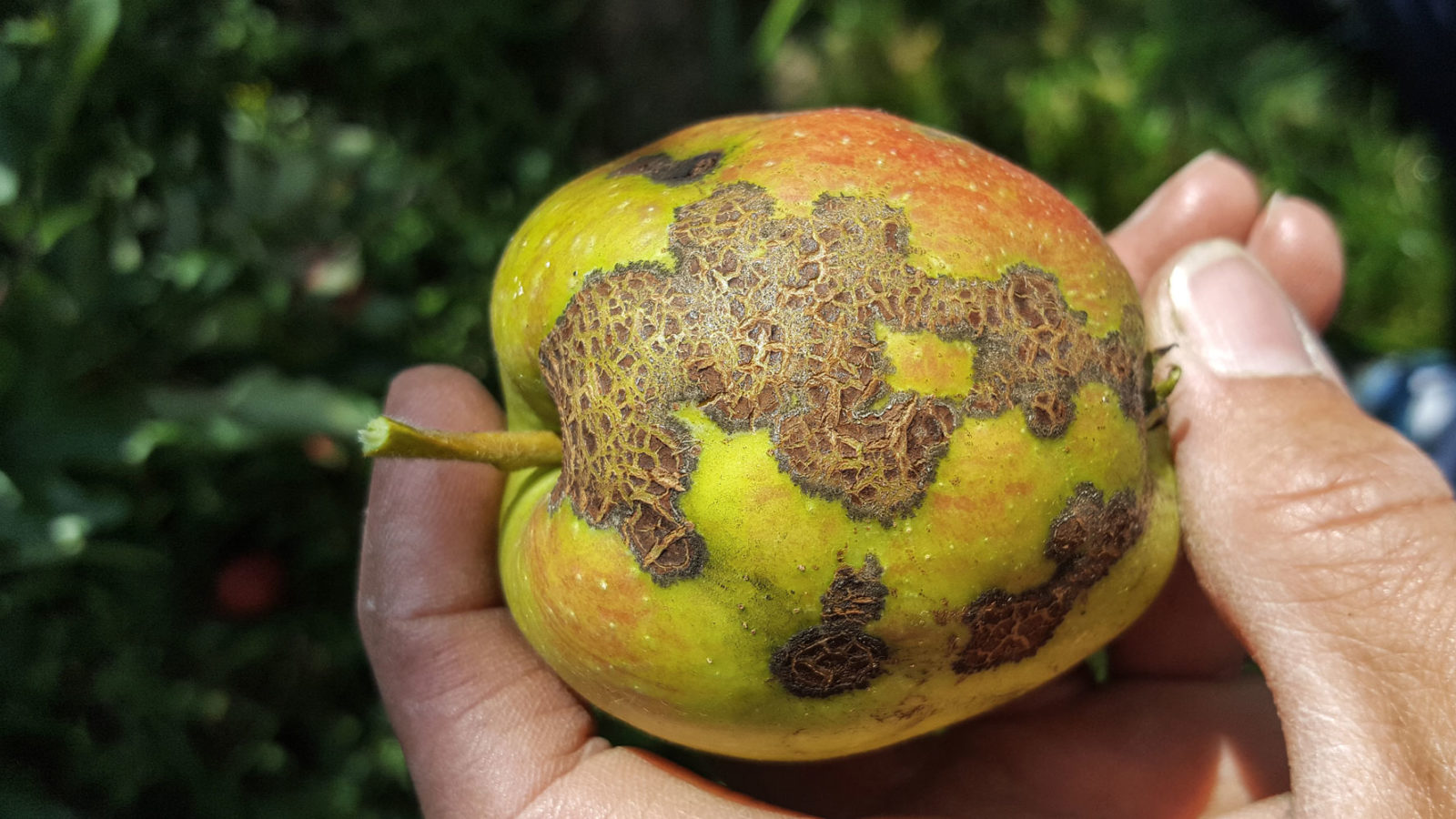 Pflanzenkrankheiten 1: Schorf - Feld-Feind Nr.1 im Obstbau