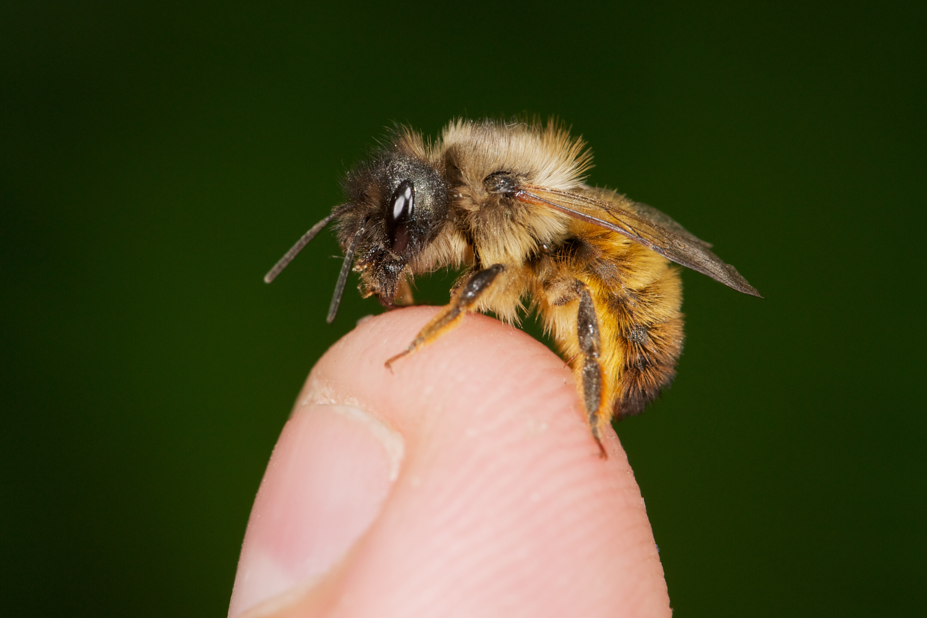 Wild, natürlich und nachhaltig - Wildbienen - FarmTicker
