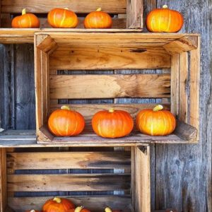 Willkommen auf unseren Erlebnishöfen - Jucker Farm