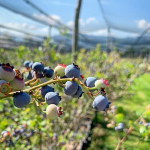 Willkommen auf unseren Erlebnishöfen - Jucker Farm