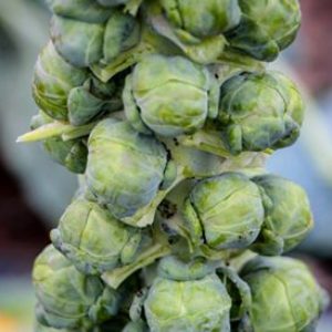 Willkommen auf unseren Erlebnishöfen - Jucker Farm