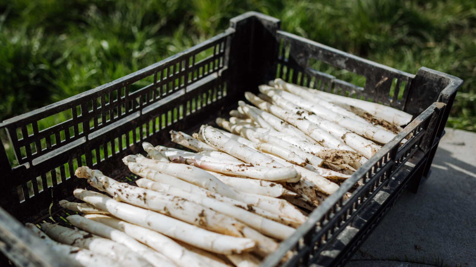 Spargel ABC - Alles, was Sie über Spargeln wissen müssen - FarmTicker