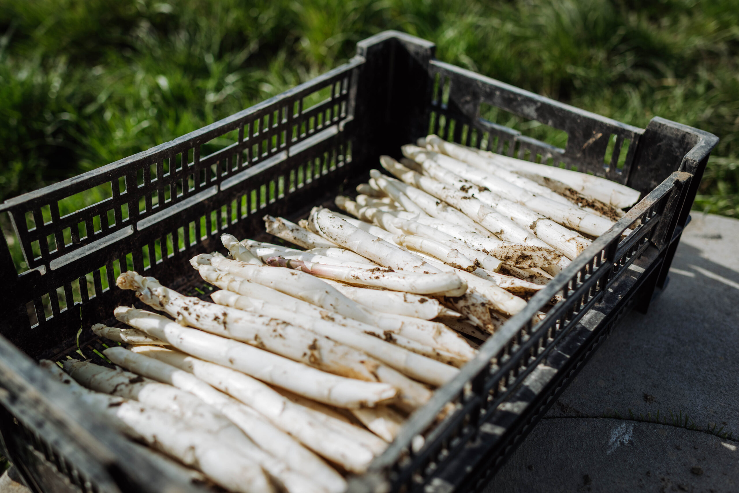 Fazit zur Spargelsaison 2025