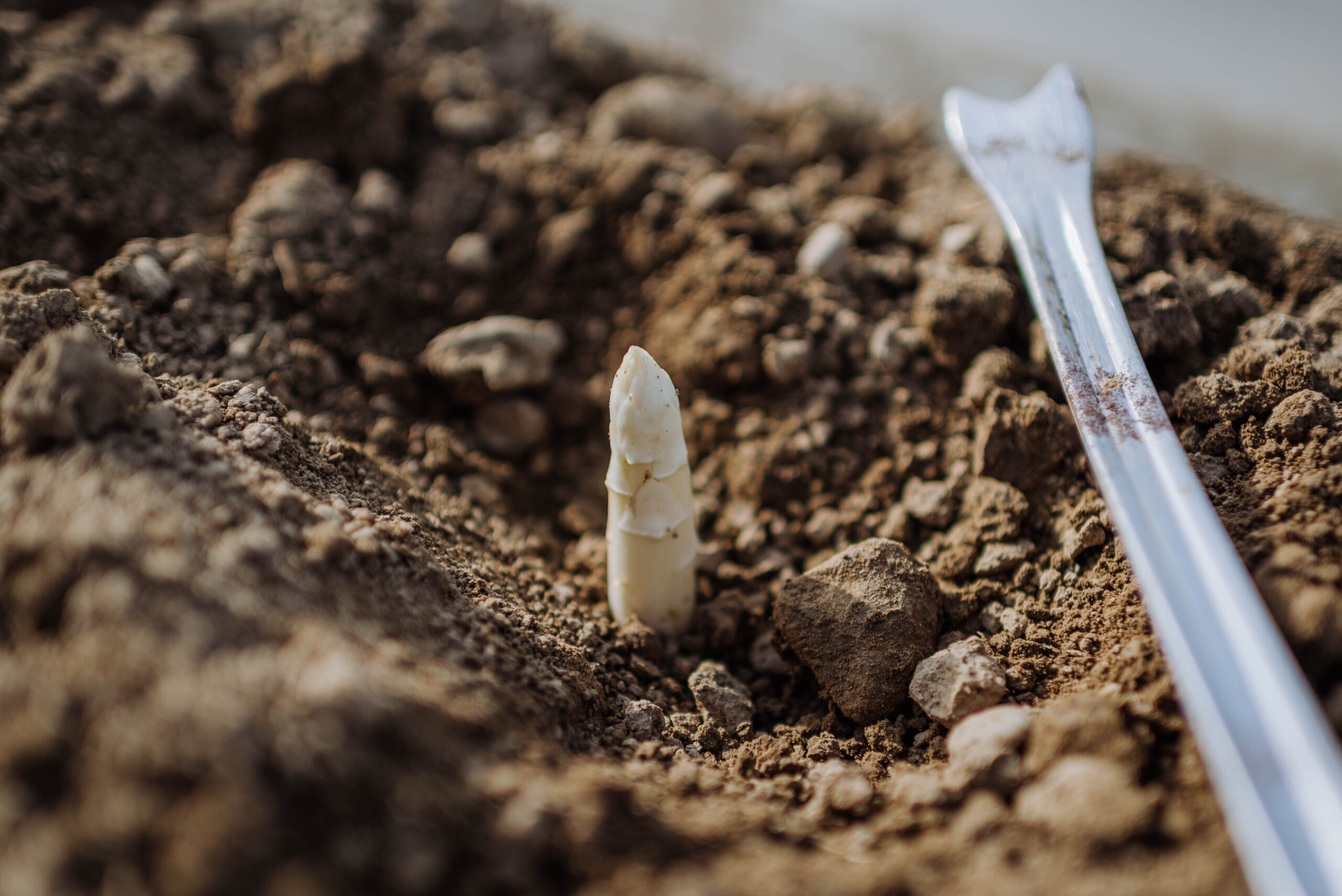 Der Spargel wächst und wächst und wächst